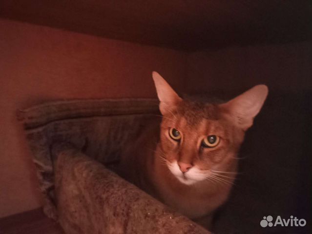 Чистокровный котëнок чаузи F2B