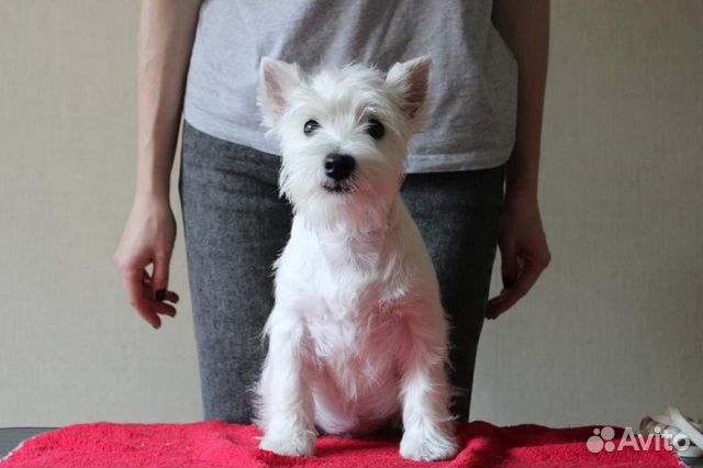 Щенок Вест хайленд Уайт террьера