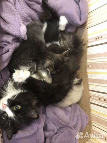 Котята в добрые руки