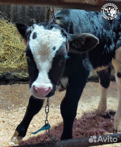 Телята бычки