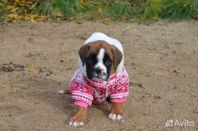 Щенки боксера рыжего окраса