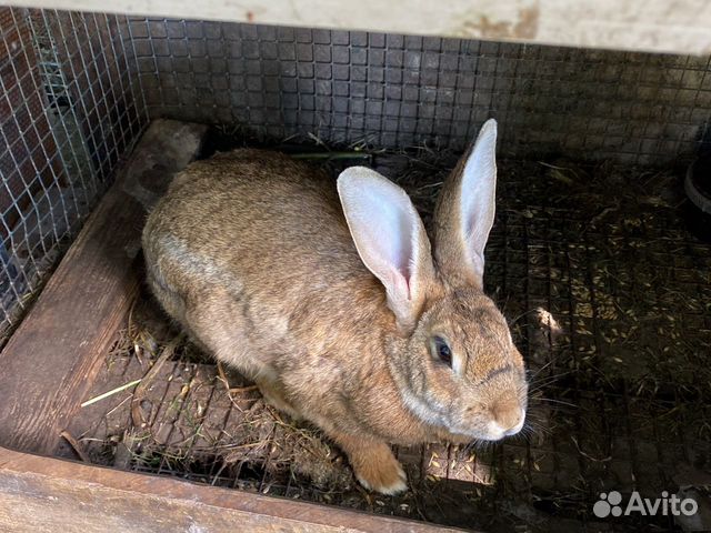 Продам кроликов мясных пород