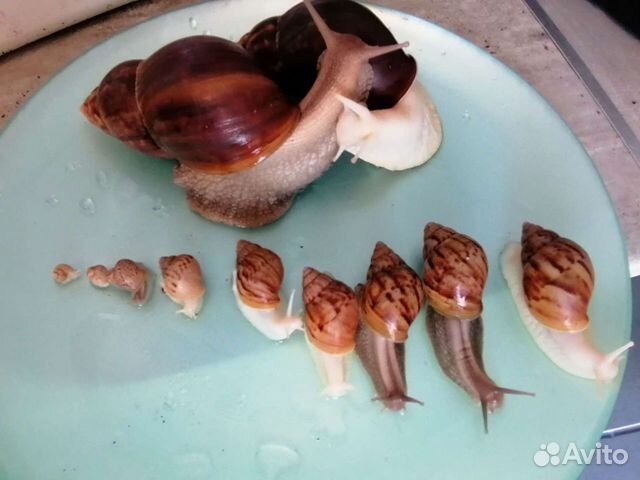 Ахатина фулика альбино