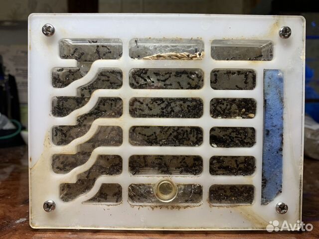 Муравьиная ферма с муравьями