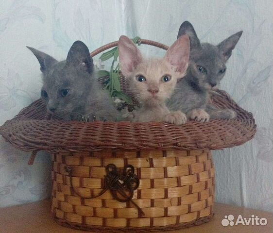 Котята Сфинкс Доставка