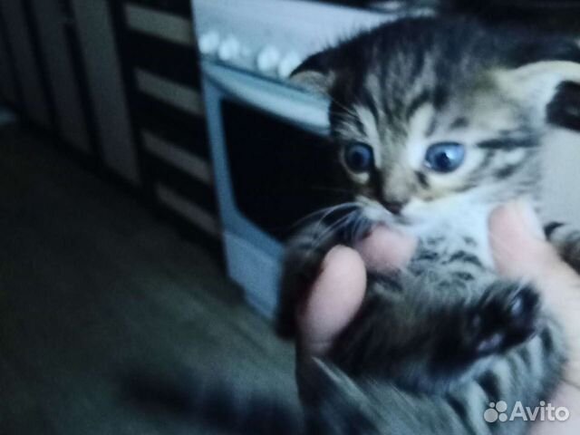 Котята в добрые руки бесплатно