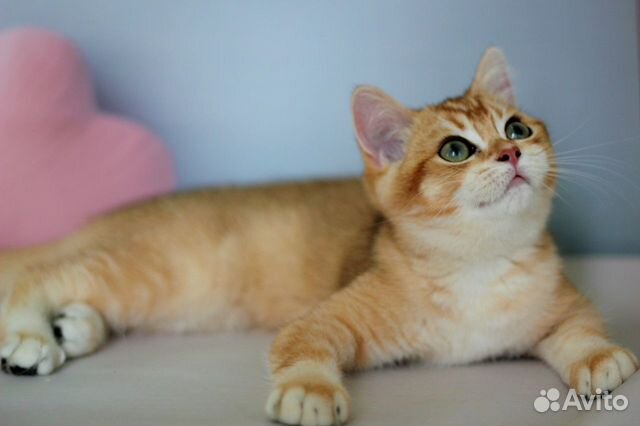 Самая ласковая британочка в ярком окрасе, шиншилла