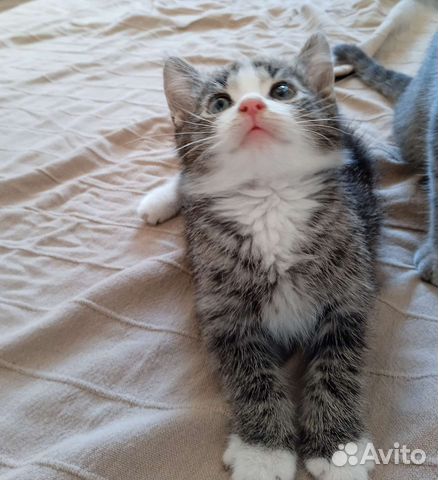 Котенок. Мальчик 2 месяца