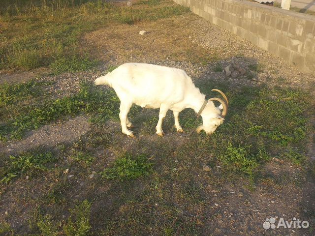 Продам козу