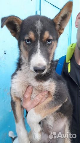 Красавица - метис овчарки с хаски