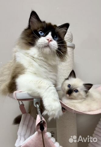 Котята рэгдолл