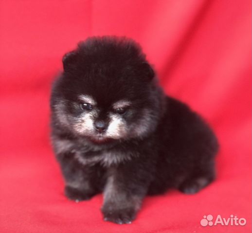 Щенок шпицуля