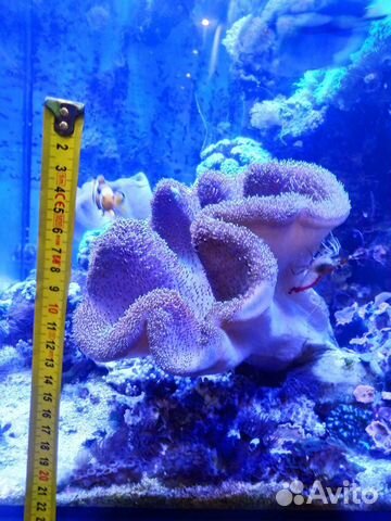 Коралл саркофитон "звёздное небо"