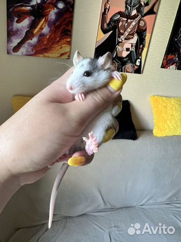 Крыса дамбо