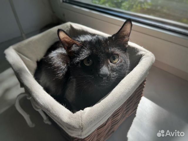 Котенок Баги