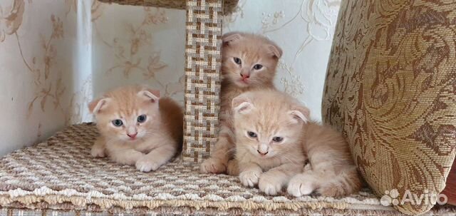 Кошки