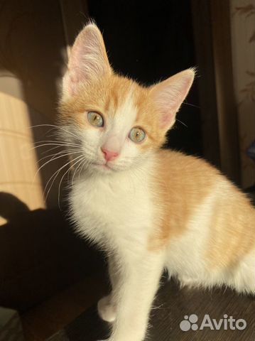 Рыжий котенок мальчик