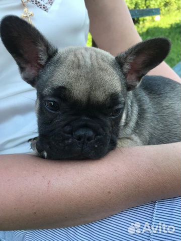 Щенок французского бульдога