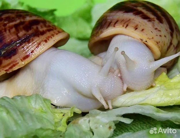 Улитки ахатины белые