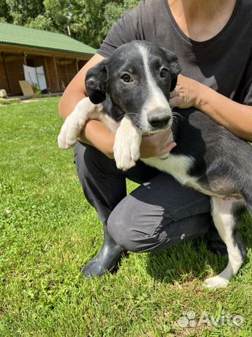 Щенок Кнопочка ищет дом