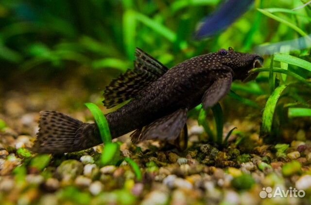 Отдам двух сомов анциструсов