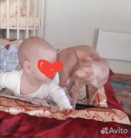 Отдам сфинкса в добрые руки