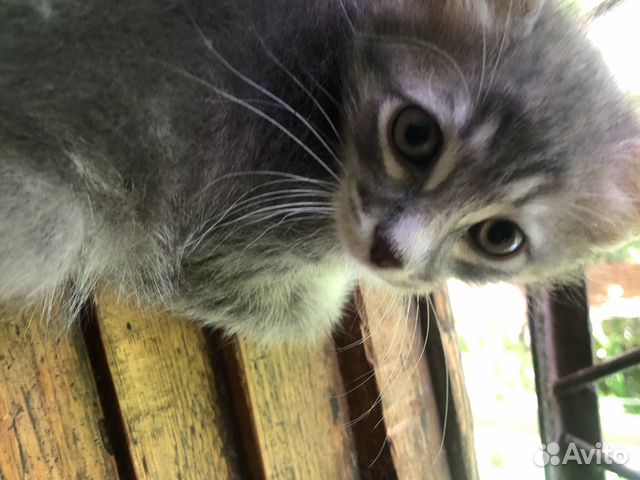 Котята мышеловы 7 недель