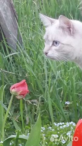 Котёнок, молодая кошечка
