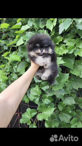Мишечка мальчишечка