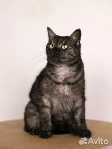 Кошка Максимка ищет родителей