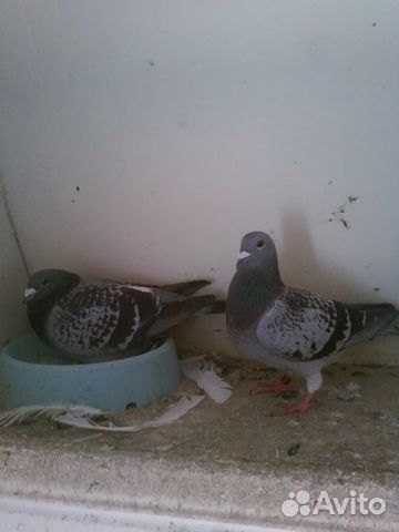 Продаю лётных вольных голубей
