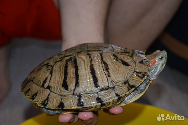Черепаха красноухая (мальчик и девочка)