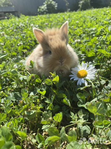 Декоративные мини кролики