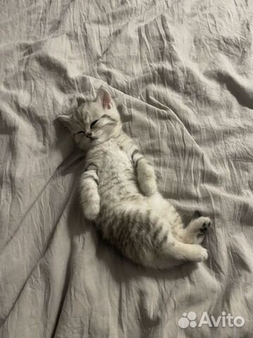 Шотландские прямоухие котята