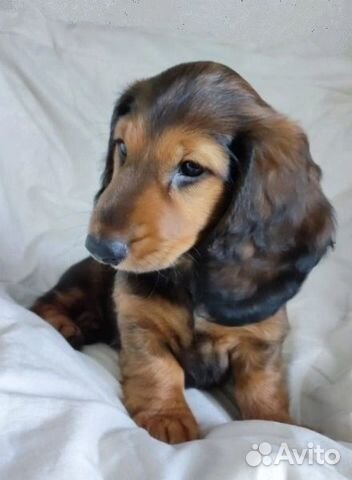 Длинношерстная такса