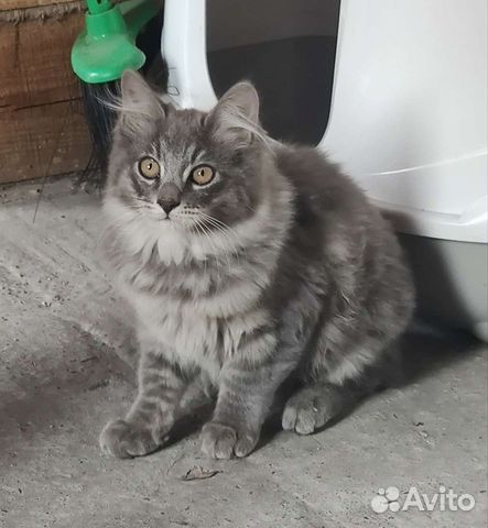 Курильский бобтейл