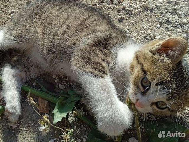 Котёнок девочка. Красивая,игривая,в добрые руки