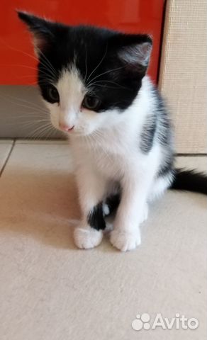 Котята в добрые руки приучены к лотку