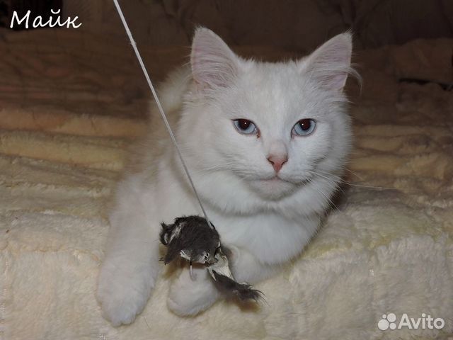 Ангорский котик с голубыми глазами - Майк