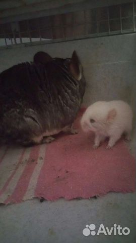 Шиншилята новорождённые