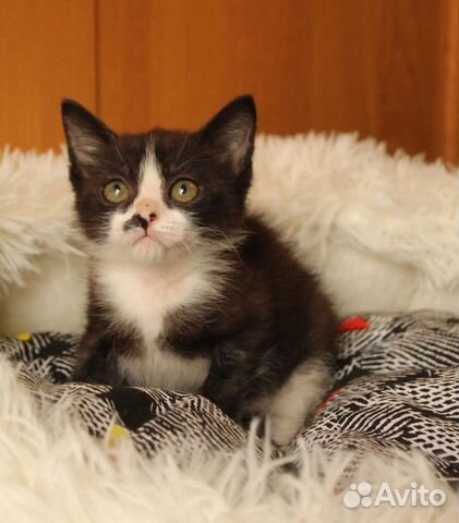 Котята-сестрички в добрые руки