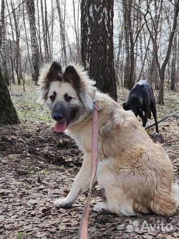 Метис бельгийской овчарки