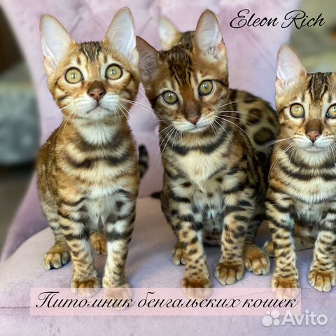 Бенгальские котята