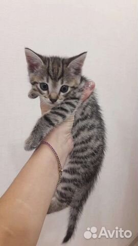 Кошка котенок