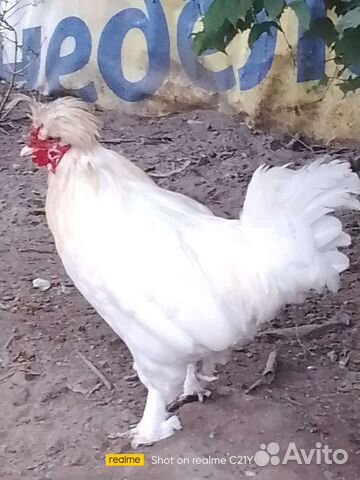 Семья курочек