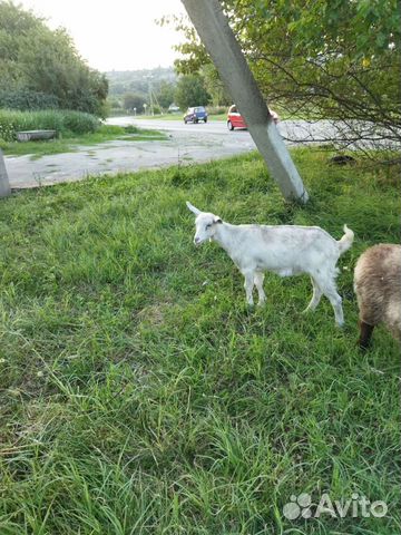 Зааненская коза