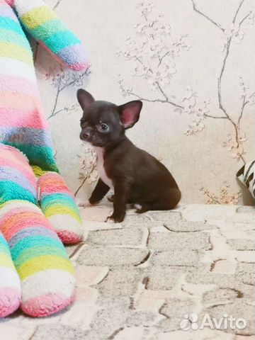 Мини Шоко мальчик чихуахуа