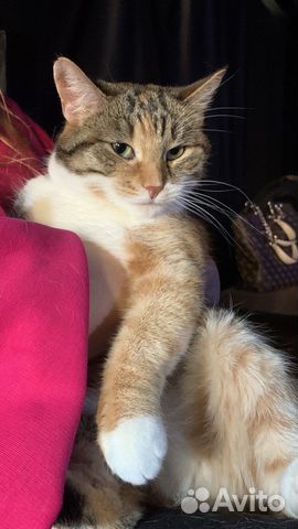 Пуся королева киносьемок в добрве руки