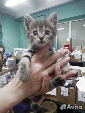 Котенок-девочка мраморного окраса