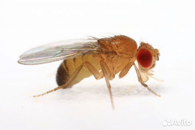 Мокрица, коллембола, мушка